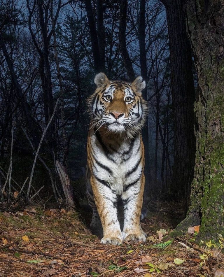Get To Know the Amur Tiger | Wildest