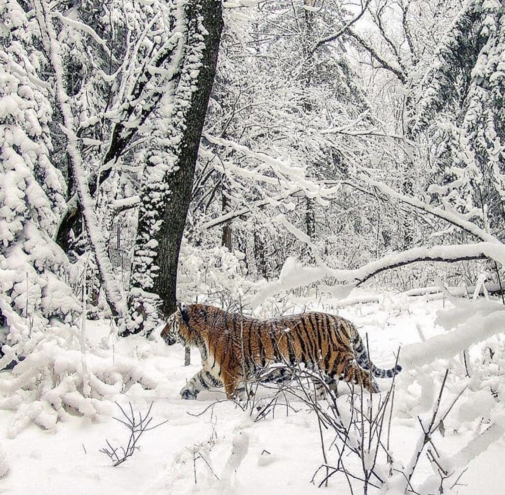 Get To Know the Amur Tiger | Wildest