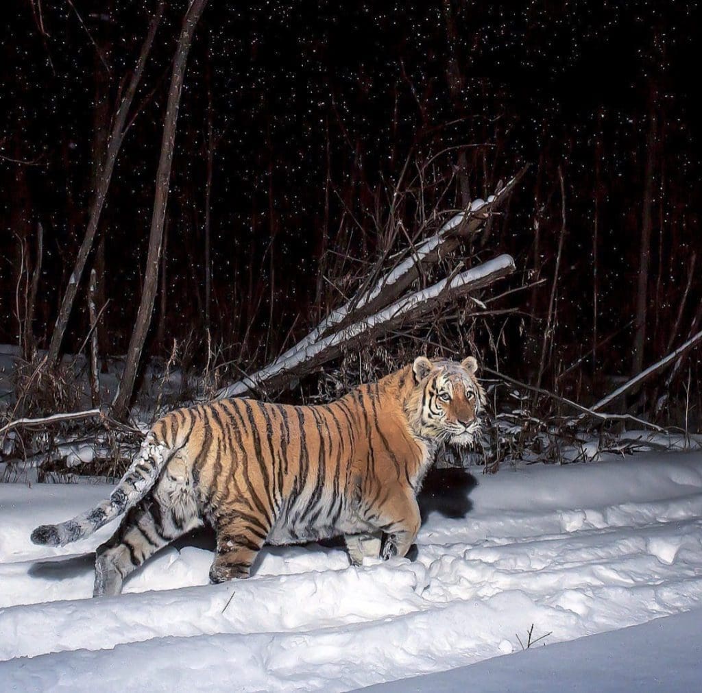 Get To Know the Amur Tiger | Wildest