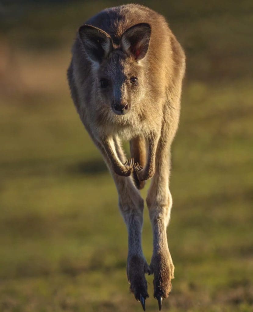 20 of the Most Iconic Australian Animals | Wildest