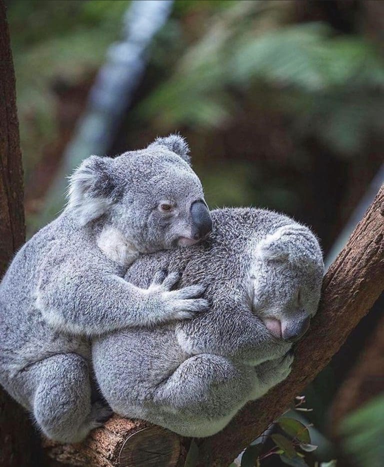 20 of the Most Iconic Australian Animals | Wildest