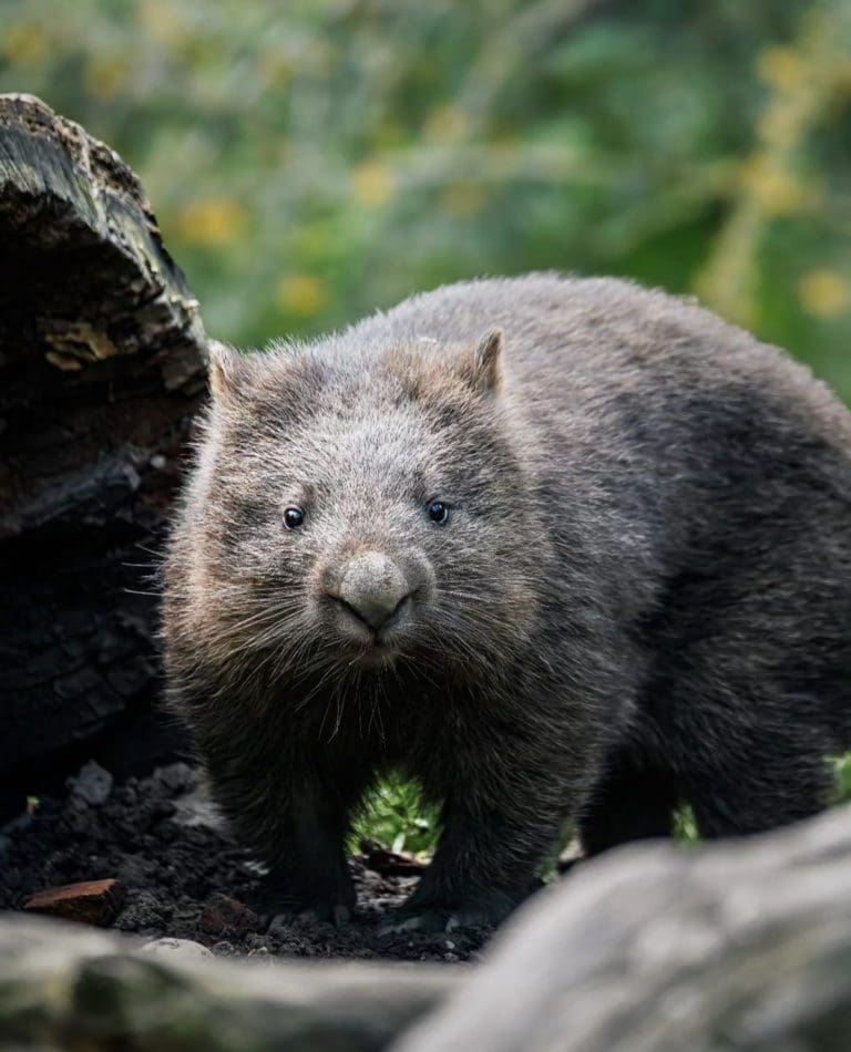 20 of the Most Iconic Australian Animals | Wildest