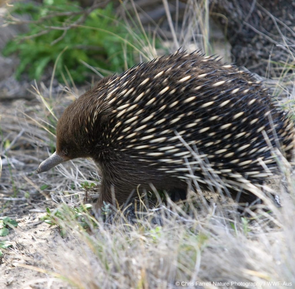 20 of the Most Iconic Australian Animals | Wildest