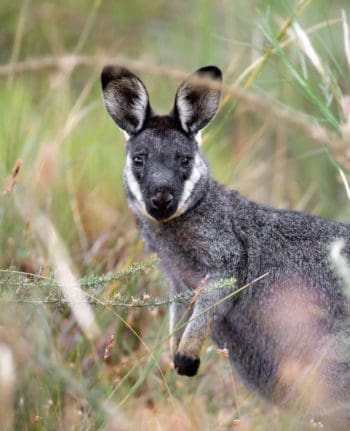 20 of the Most Iconic Australian Animals | Wildest