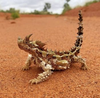 20 of the Most Iconic Australian Animals | Wildest