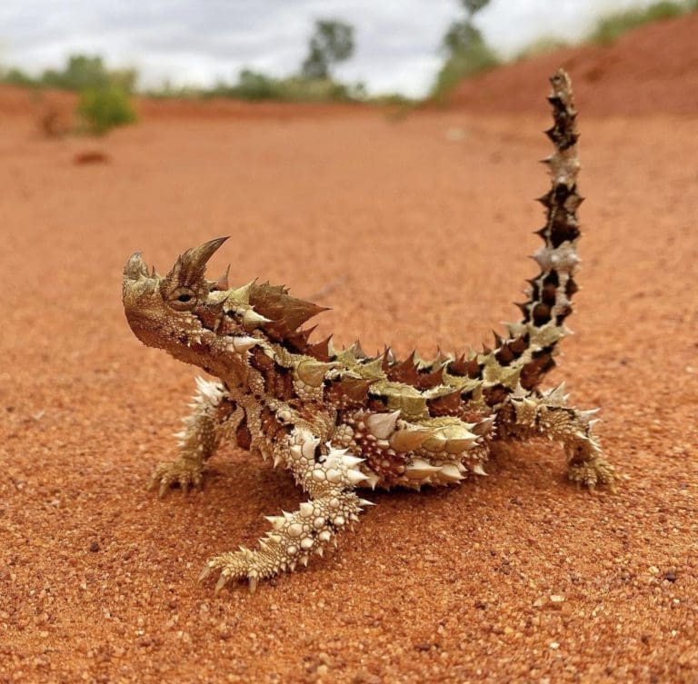 20 of the Most Iconic Australian Animals | Wildest