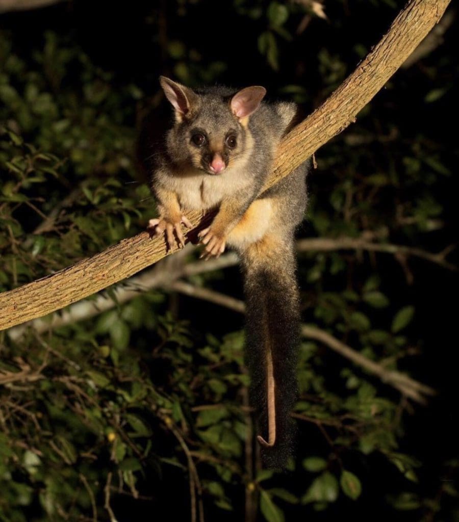20 of the Most Iconic Australian Animals | Wildest