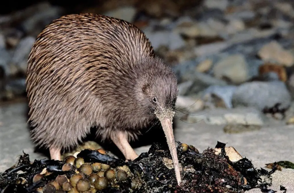 Wildlife in New Zealand - 13 Awesome Animals To Look Out For! | Wildest