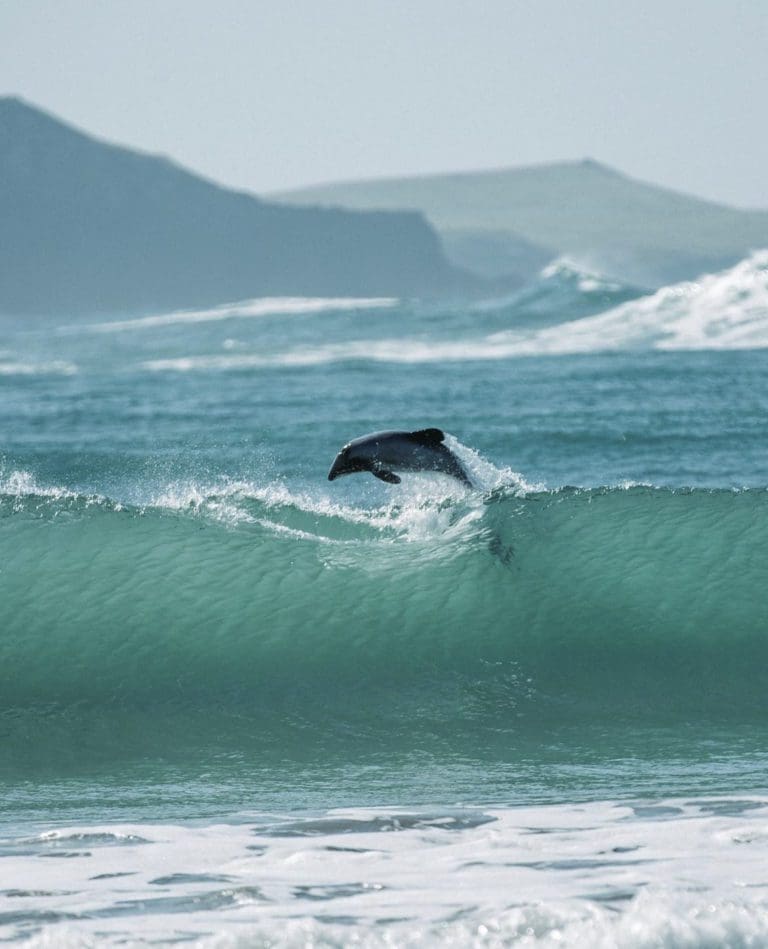 Wildlife in New Zealand - 13 Awesome Animals To Look Out For! | Wildest