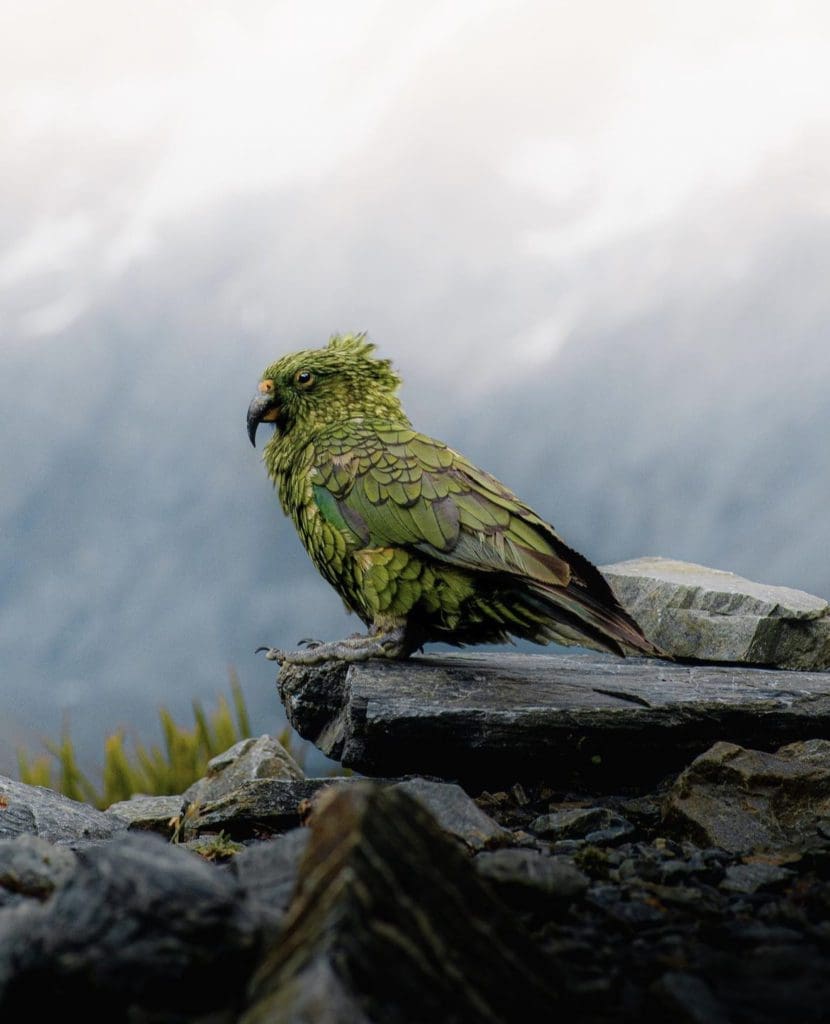 Wildlife in New Zealand - 13 Awesome Animals To Look Out For! | Wildest