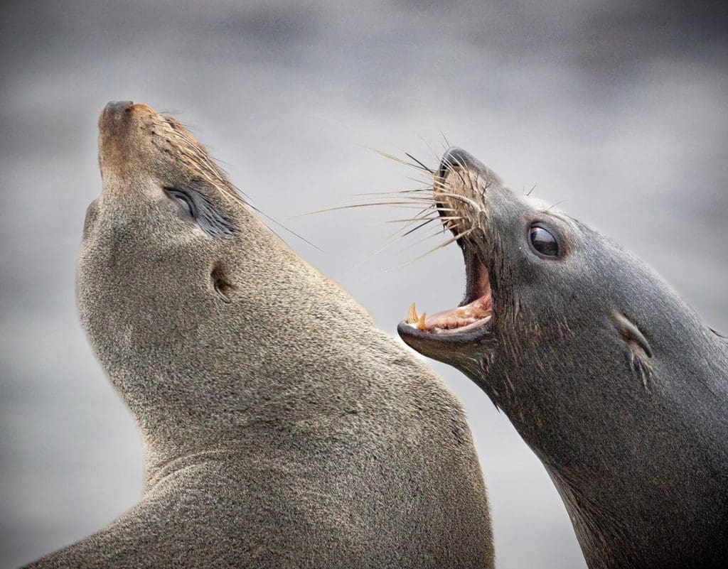 Wildlife in New Zealand - 13 Awesome Animals To Look Out For! | Wildest
