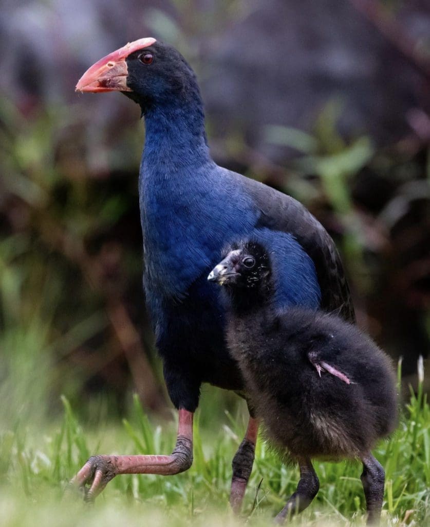 Wildlife in New Zealand - 13 Awesome Animals To Look Out For! | Wildest