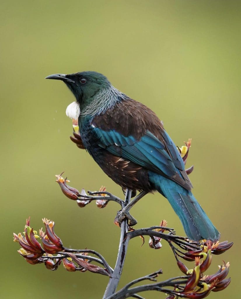 Wildlife in New Zealand - 13 Awesome Animals To Look Out For! | Wildest