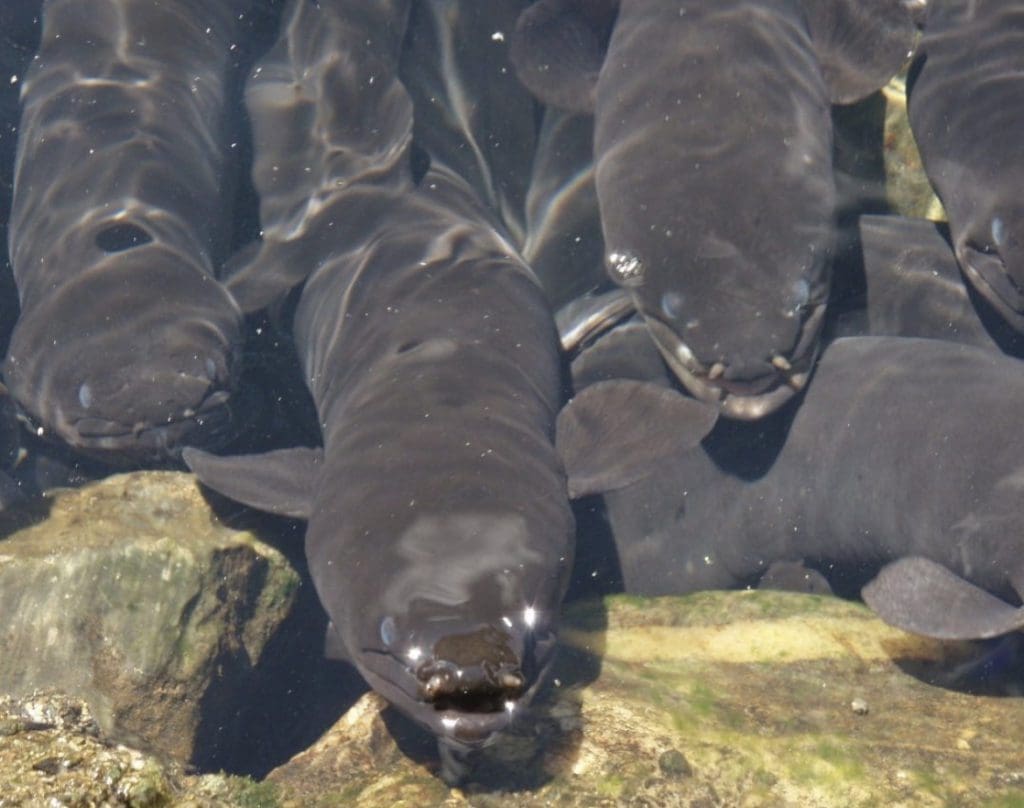 Wildlife in New Zealand - 13 Awesome Animals To Look Out For! | Wildest