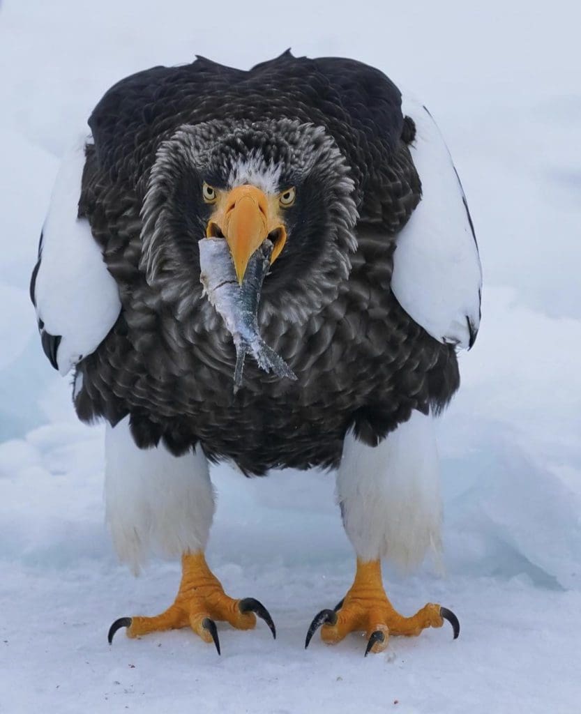 Discovering the Habitat of the World's Largest Eagles | Wildest