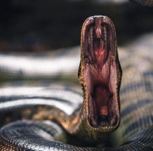 Get To Know The Anaconda | Wildest