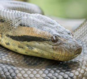 Get To Know The Anaconda | Wildest