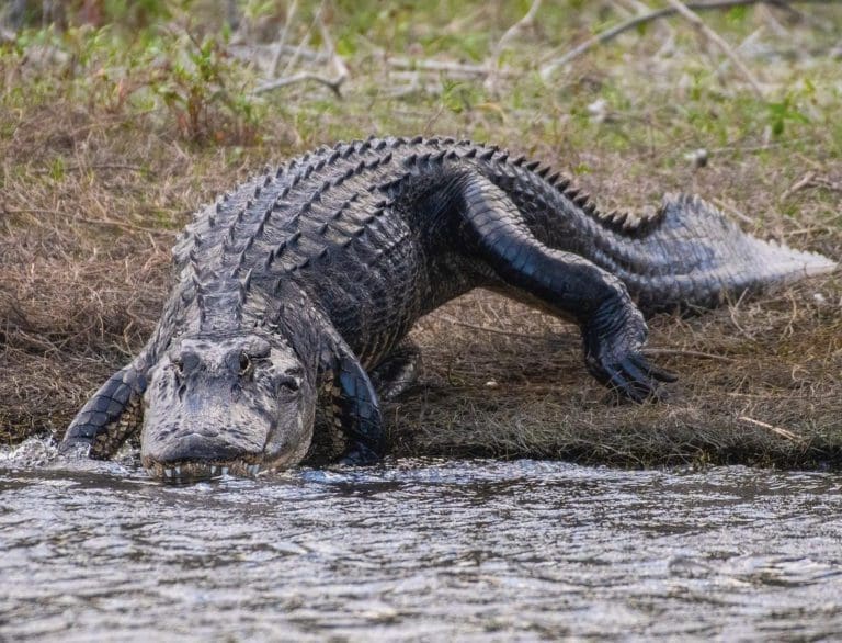 Crocodiles Vs Alligators | Wildest