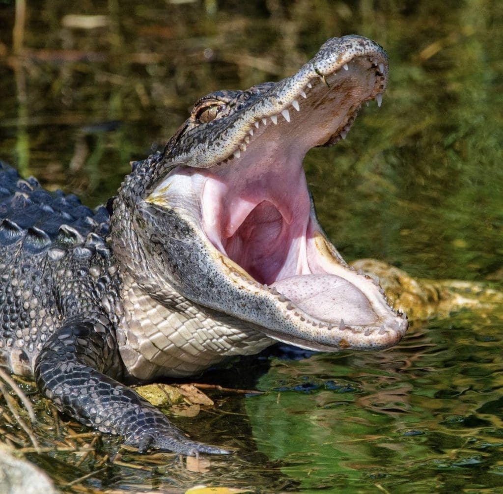 Crocodiles Vs Alligators | Wildest