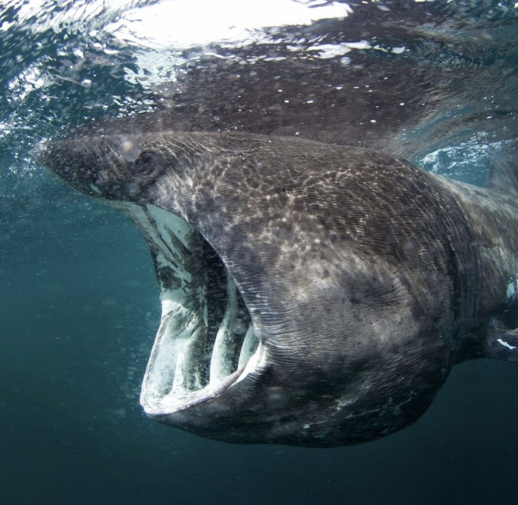 16 Incredible Wildlife Species in the United Kingdom | Wildest