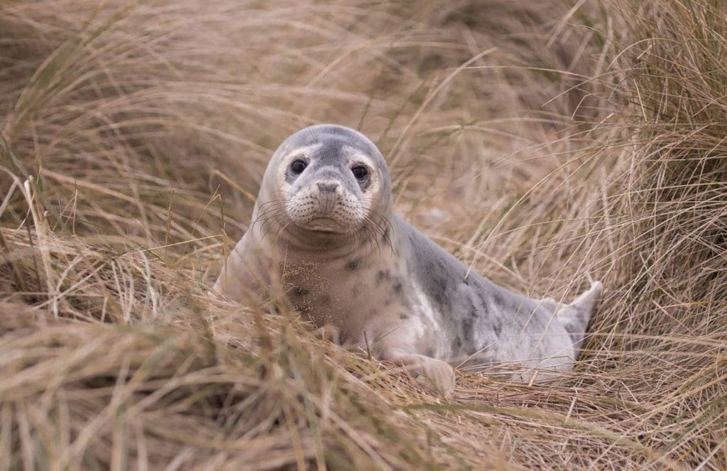 16 Incredible Wildlife Species in the United Kingdom | Wildest