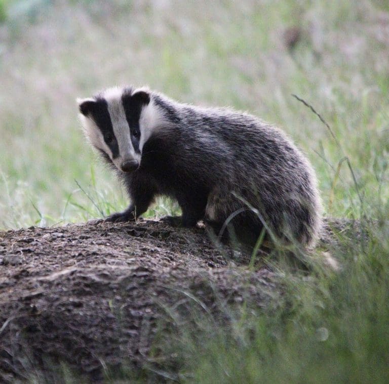 16 Incredible Wildlife Species in the United Kingdom | Wildest