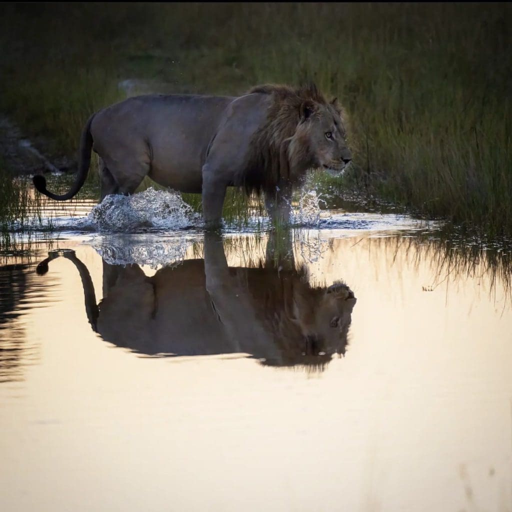 The Ultimate Guide to the Okavango Delta: A Journey into Untamed ...