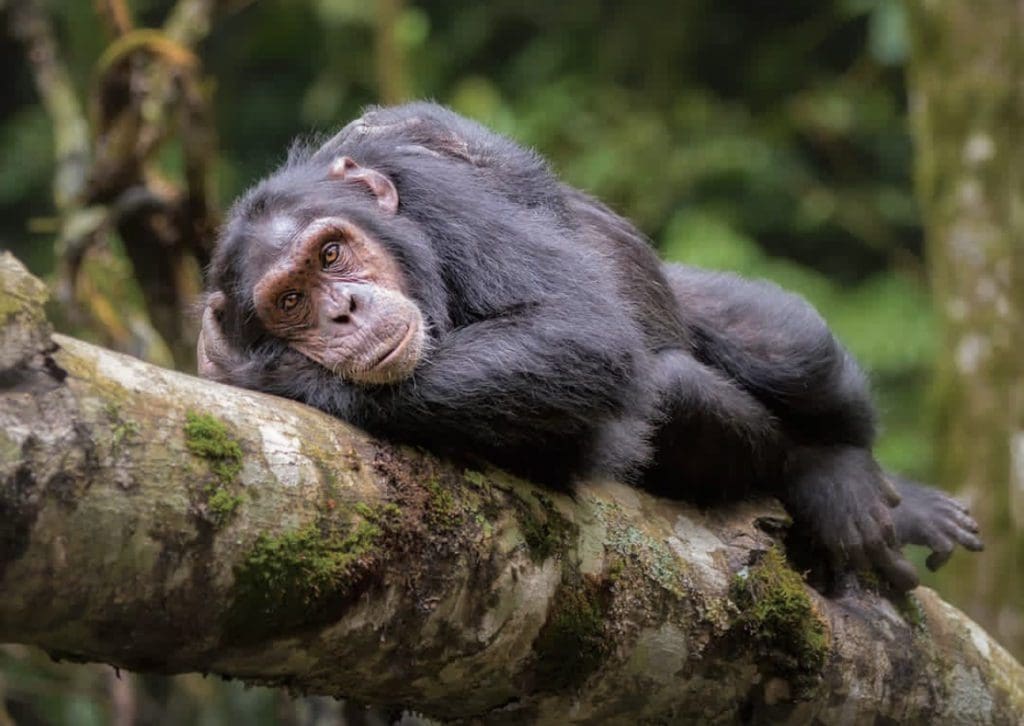 Get To Know The Chimpanzee | Wildest