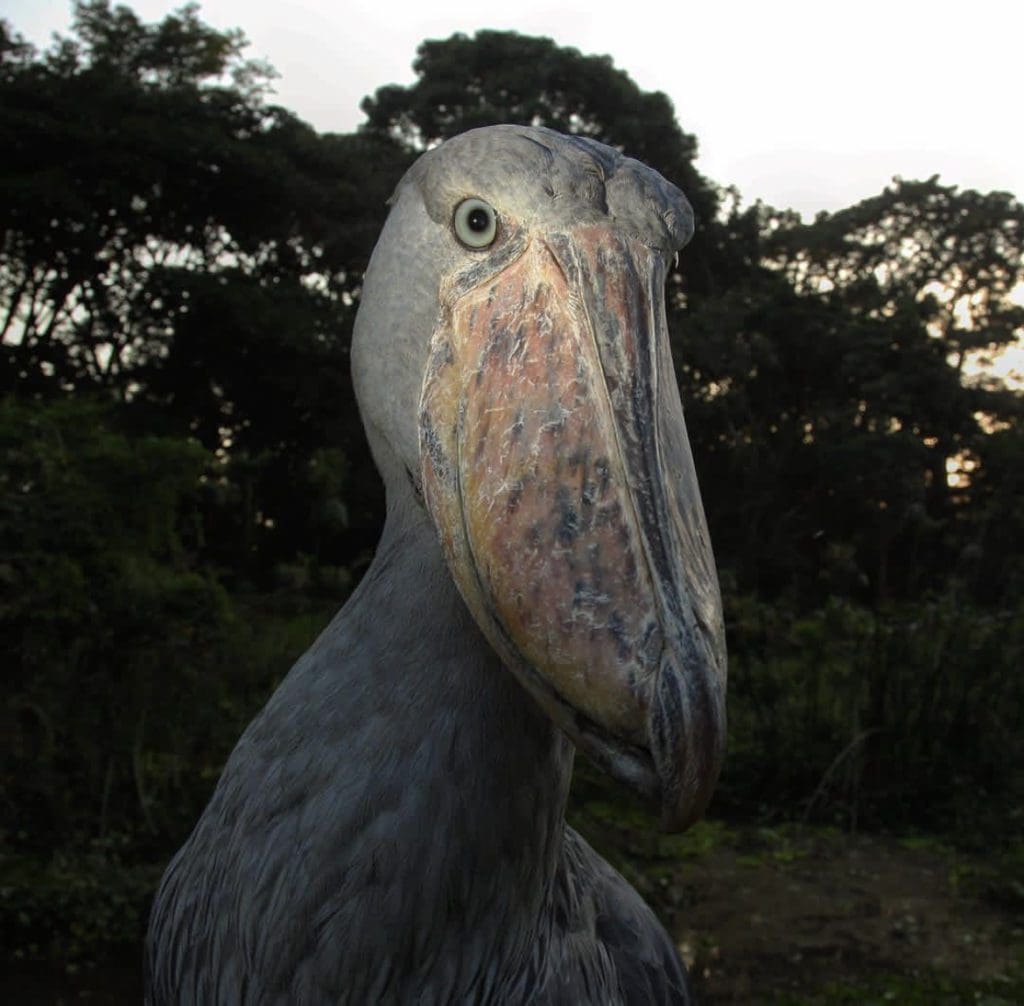 Get To Know The Shoebill Stork | Wildest