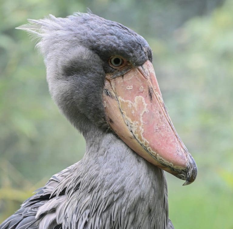Get To Know The Shoebill Stork | Wildest