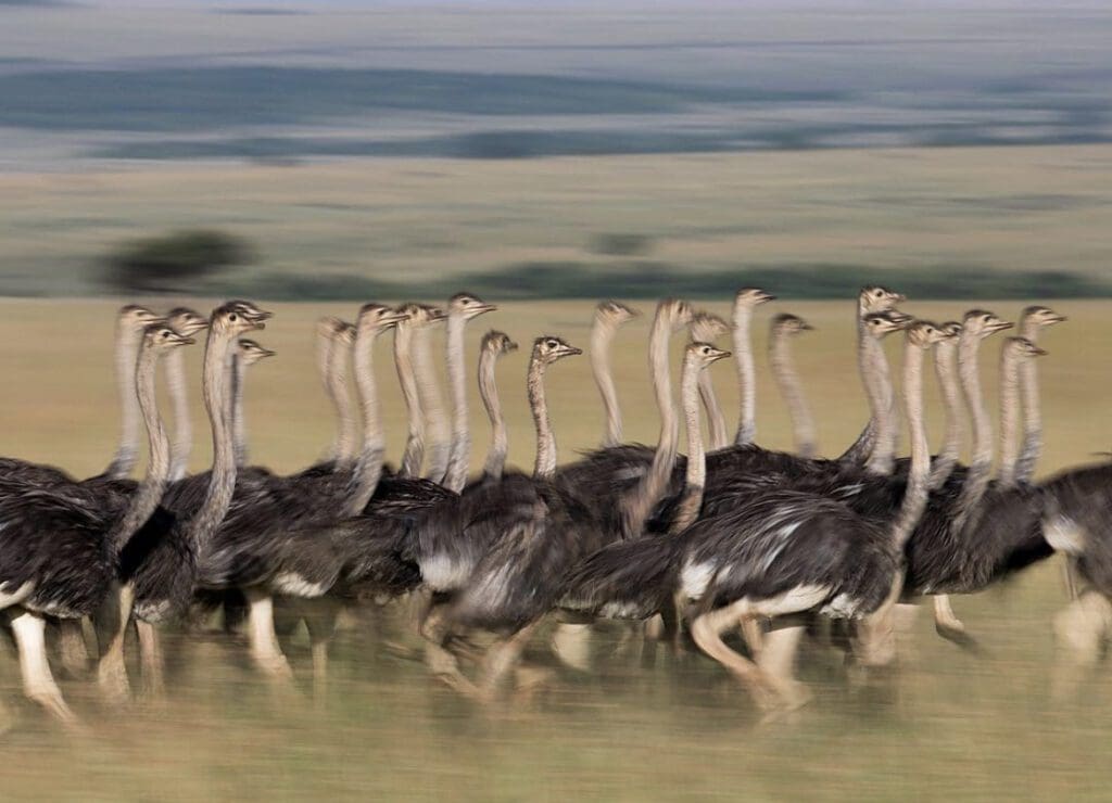 How Fast Can An Ostrich Run? | Wildest