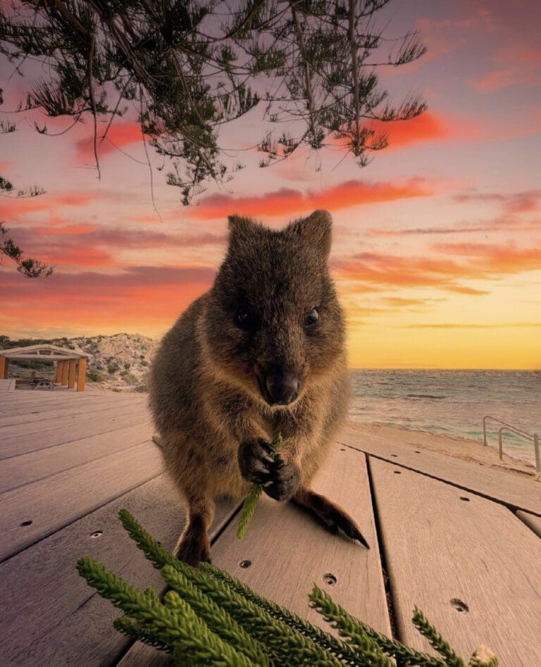 18 Of The Best Things To Do In Perth, Australia | Wildest