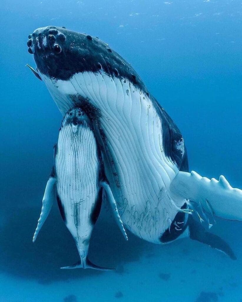 Journeys of Whales: Navigating the High Seas of Conservation | Wildest