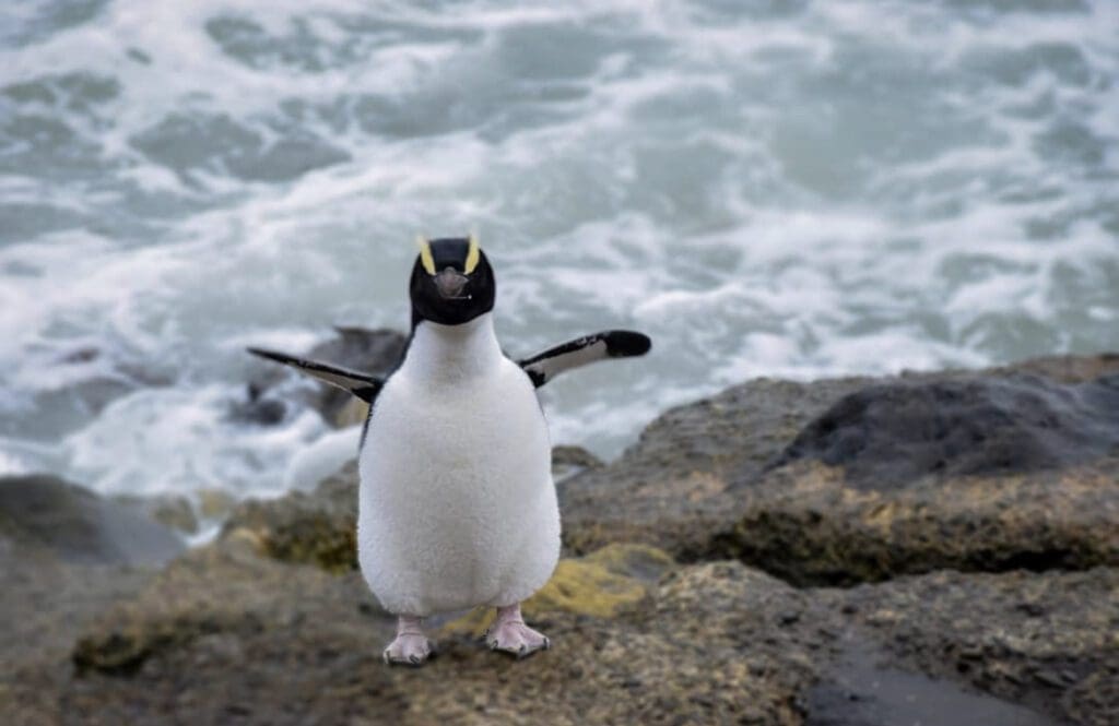 Where to See Penguins in New Zealand | Wildest