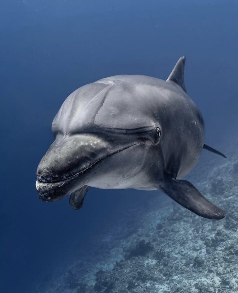 The 10 Best Places To Scuba Dive In French Polynesia | Wildest