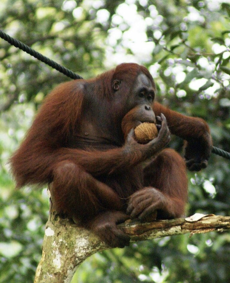 The 12 Best Places To See Wildlife On Earth | Wildest