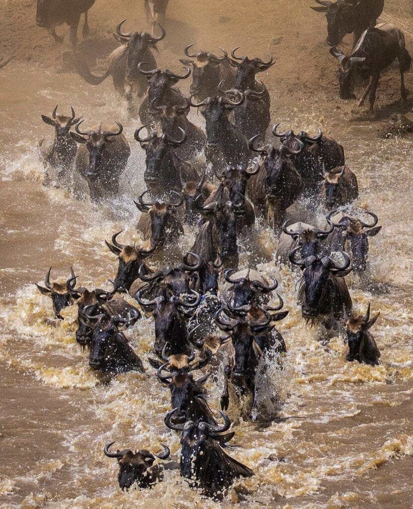 The 12 Best Places To See Wildlife On Earth | Wildest