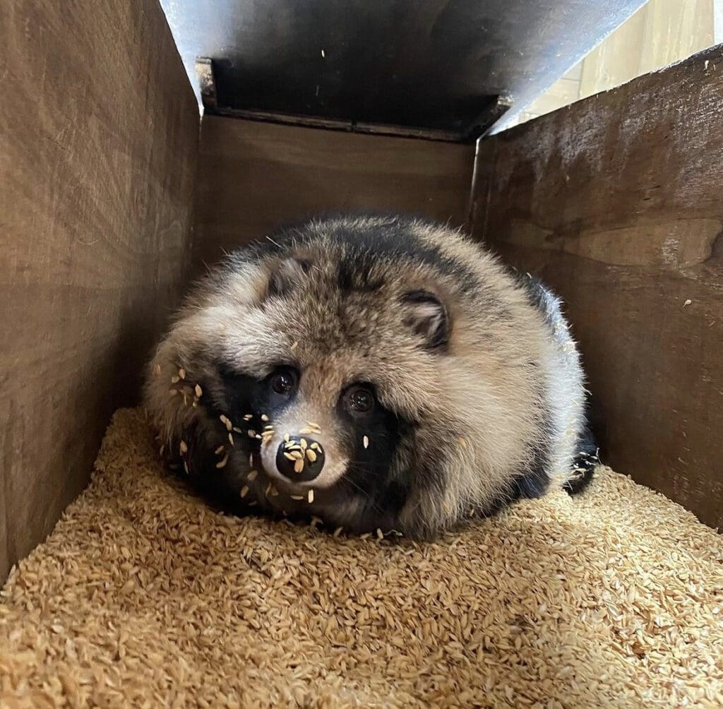 20 of the Most Awesome Animals In Japan | Wildest