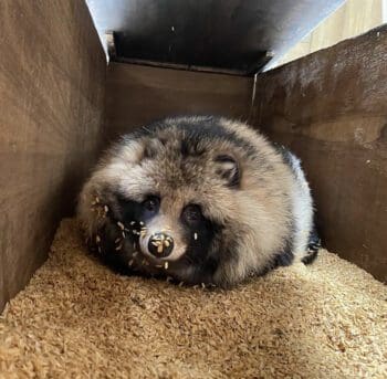 20 of the Most Awesome Animals In Japan | Wildest