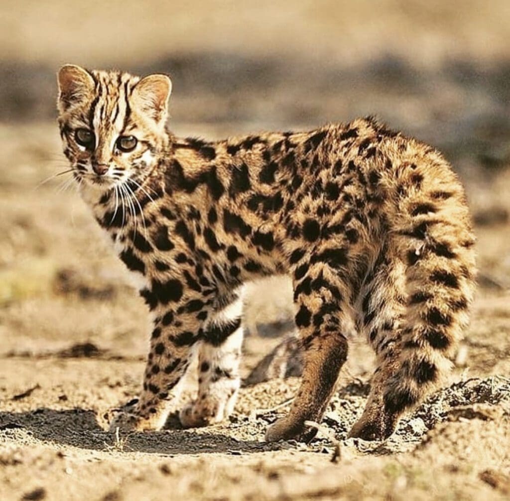 20 of the Most Awesome Animals In Japan | Wildest