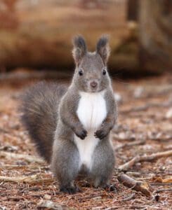 20 of the Most Awesome Animals In Japan | Wildest