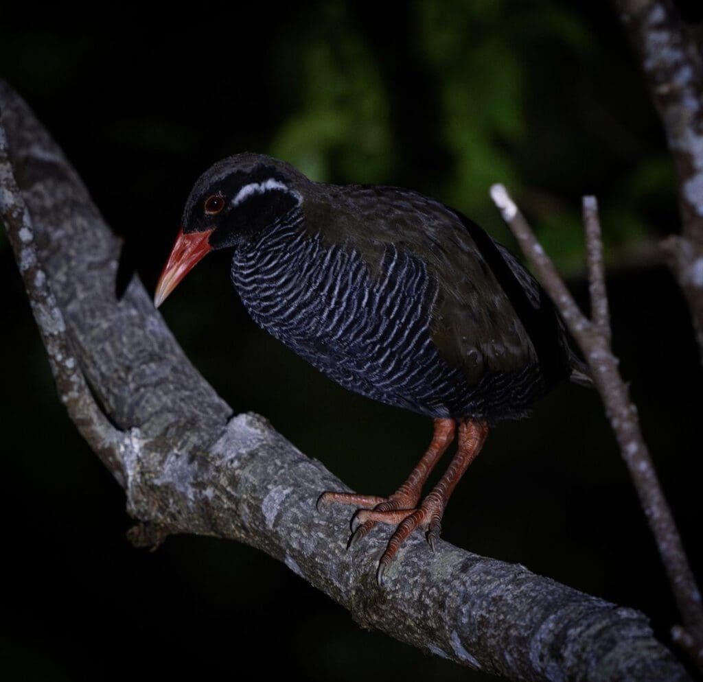 20 of the Most Awesome Animals In Japan | Wildest