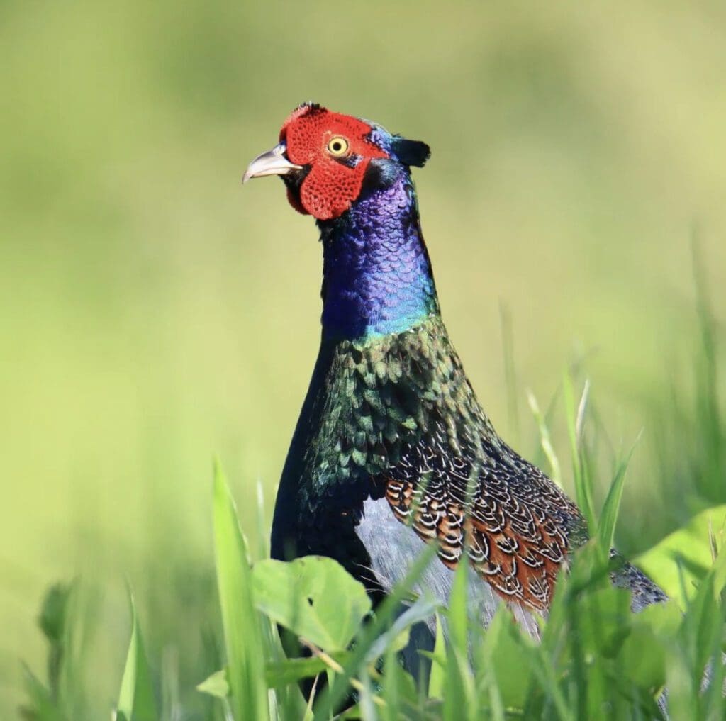 20 of the Most Awesome Animals In Japan | Wildest