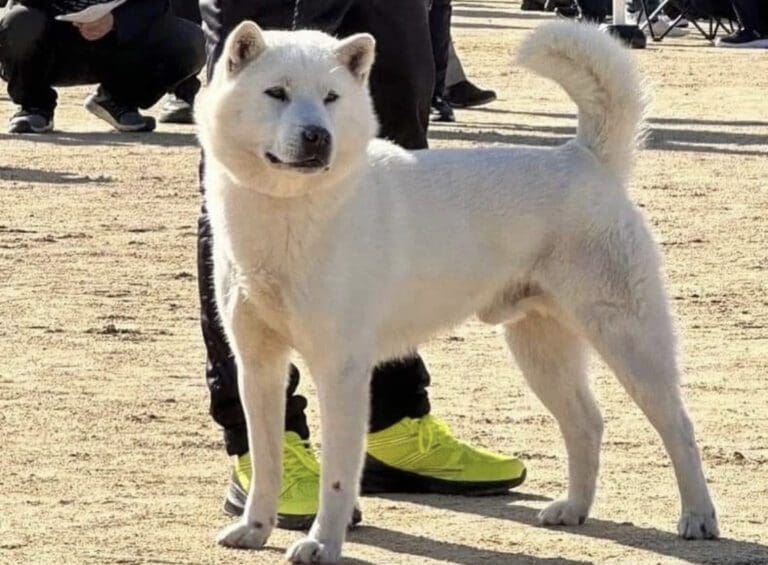 20 of the Most Awesome Animals In Japan | Wildest