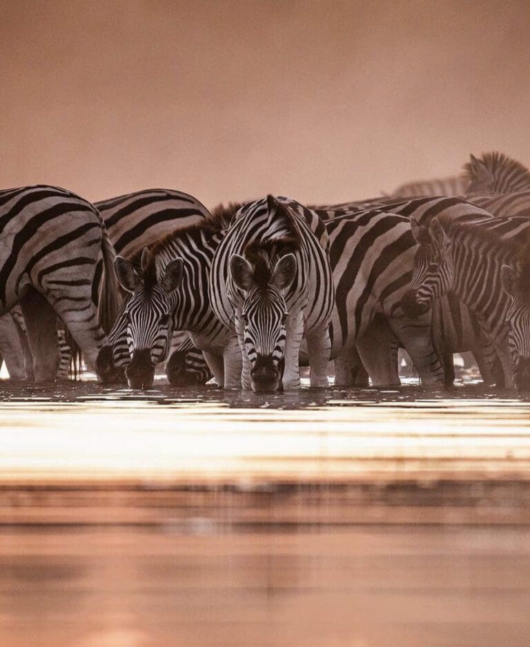 Get To Know The Zebra | Wildest