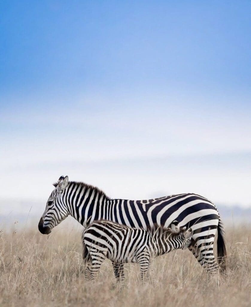Get To Know The Zebra | Wildest