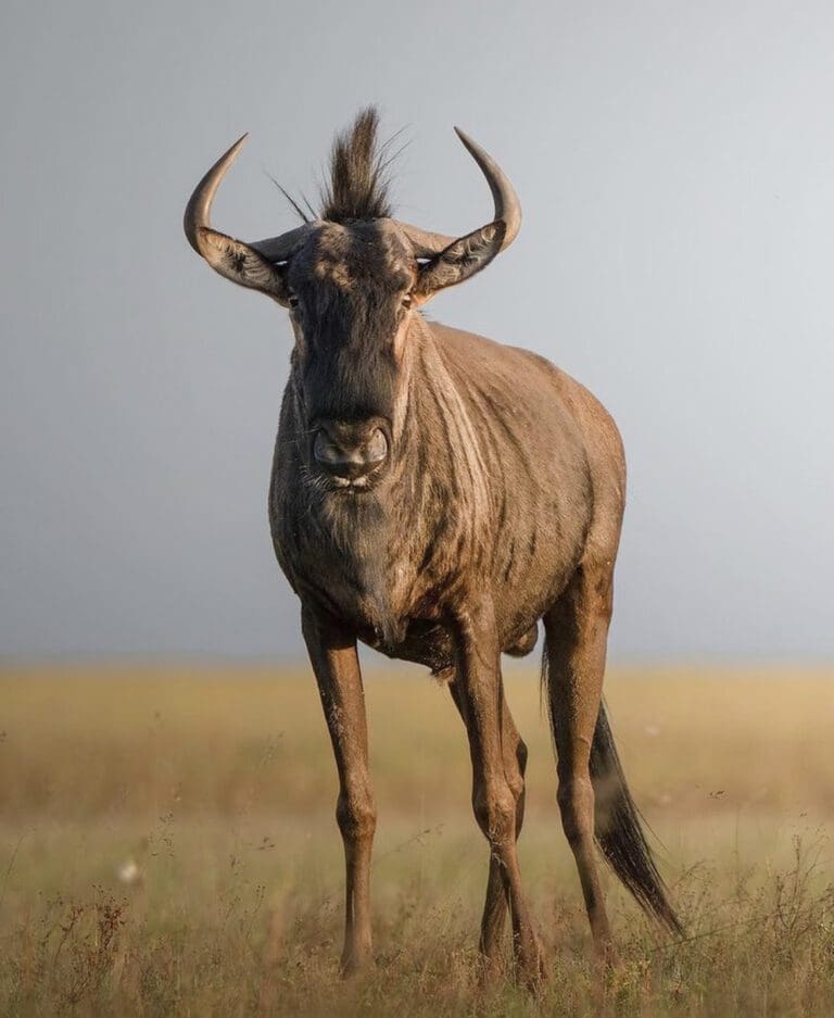 Get To Know The Blue Wildebeest | Wildest