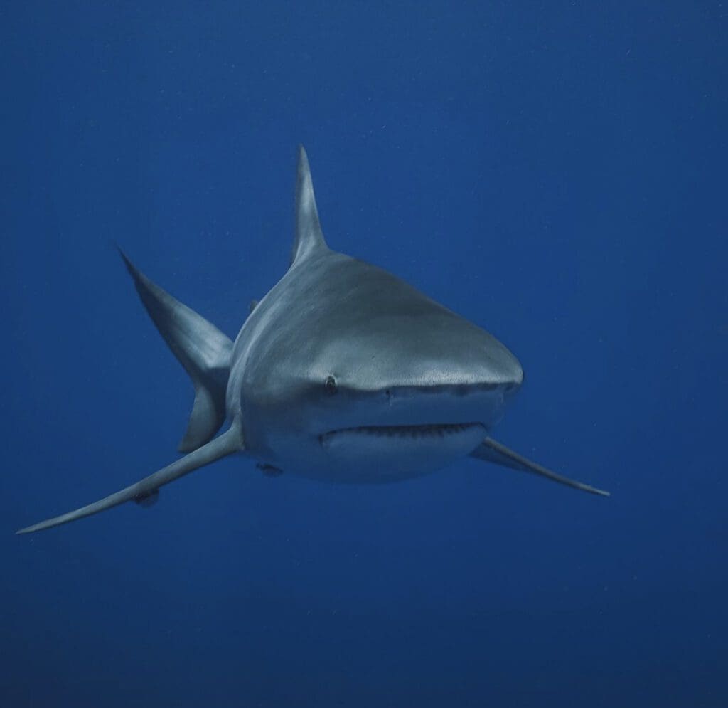 Get to Know the Bull Shark | Wildest