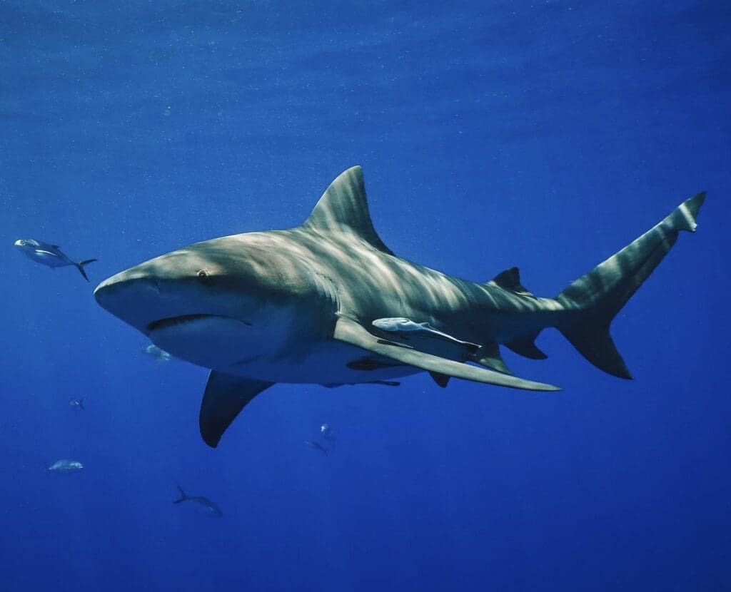 Get to Know the Bull Shark | Wildest