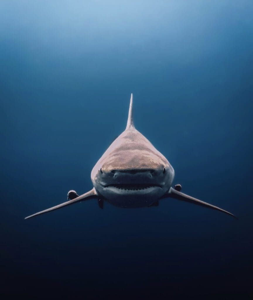 Get to Know the Bull Shark | Wildest